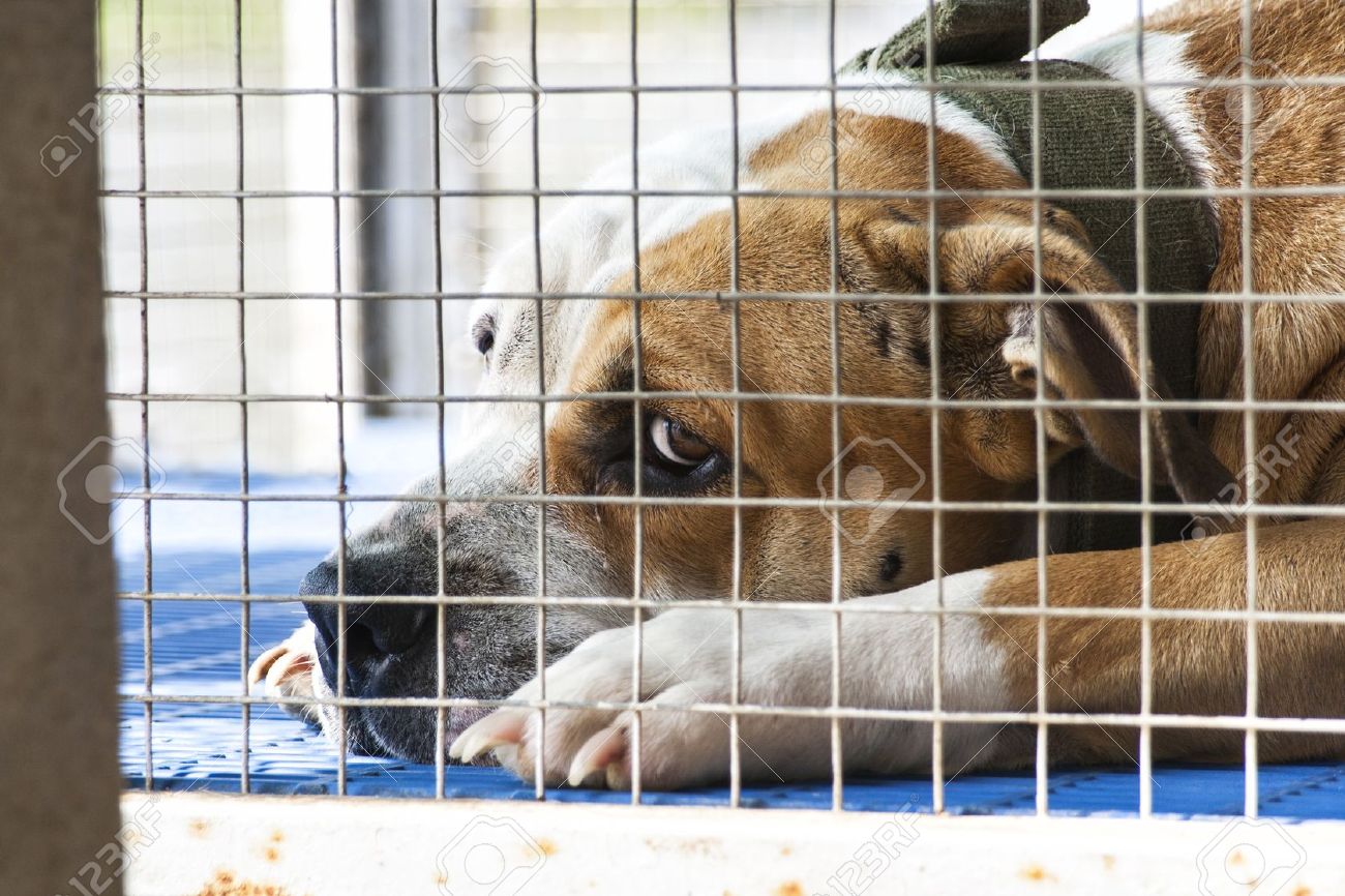 The Dog No One Wanted Until One Day DogsHome